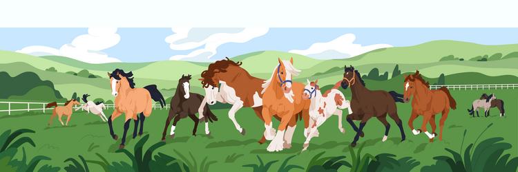 Horses Herd Vector Images (over 580)