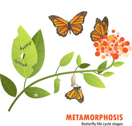 Butterfly Life Cycle Vector Images (over 560)