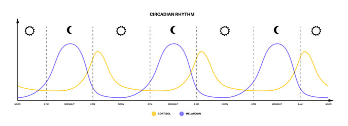 Sleep wake cycle Royalty Free Vector Image - VectorStock