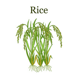Rice leaves spikelets and seeds on a white Vector Image