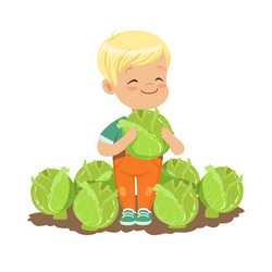 Green cabbage vegetable isolated Royalty Free Vector Image