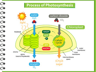 Chloroplast photosynthesis infographic elements Vector Image