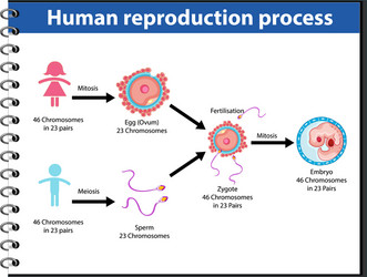 Reproduction process human infographic Royalty Free Vector