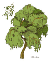 Willow cartoon tree Royalty Free Vector Image - VectorStock