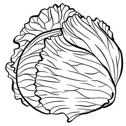 Half Cabbage Vector Images (over 620)