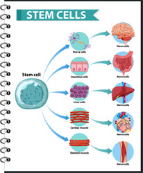 Scientific medical stem cell applications Vector Image