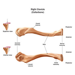 Collarbone Vector Images (70)