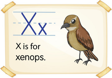 Letter X Flashcards Vector Images (over 140)