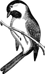 Chickadee Vector Images (over 510)