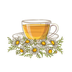 Chamomile tea Royalty Free Vector Image - VectorStock