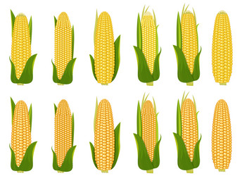 Corn design Royalty Free Vector Image - VectorStock