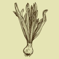 Leek drawing isolated hand drawn engraved style Vector Image