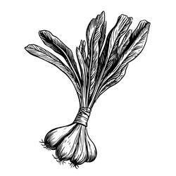 Leek drawing isolated hand drawn engraved style Vector Image