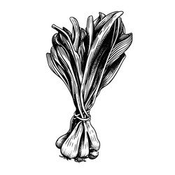Leek drawing isolated hand drawn engraved style Vector Image