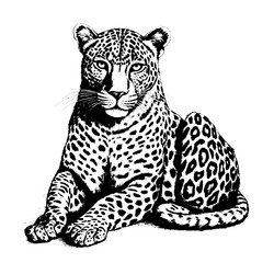 Leopard drawing isolated hand drawn object Vector Image