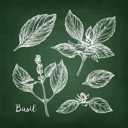 Drawing great basil hand drawn the latin name Vector Image