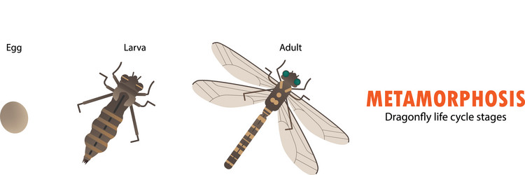 Dragonfly life cycle metamorphosis Royalty Free Vector Image