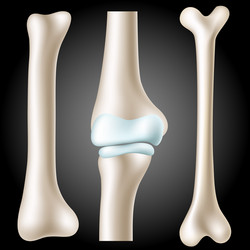 Realistic human skeletal system infographics Vector Image