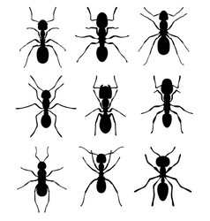 Ant Royalty Free Vector Image - VectorStock