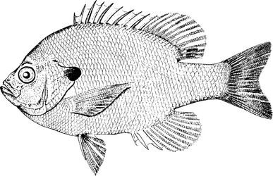 Bluegill sunfish fresh water fish Royalty Free Vector Image
