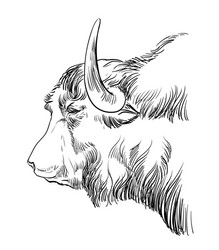 Yak Head Vector Images (over 350)