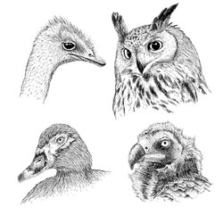 Realistic Birds Vector Images (over 8,300)
