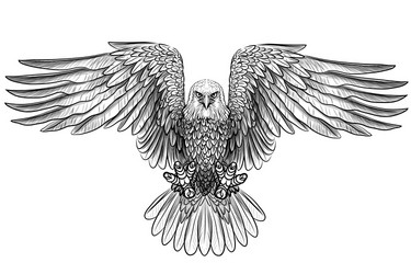 Soaring bald eagle drawing sketch a bird Vector Image