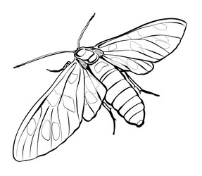 Moth Drawing Simple