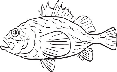 Quillback rockfish line drawing cartoon Royalty Free Vector