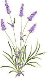 Lavender sign label Royalty Free Vector Image - VectorStock