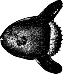 Sunfish Vector Images (over 190)