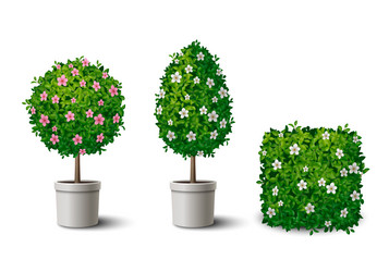 Realistic green bush Royalty Free Vector Image