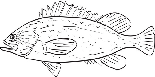 Grass rockfish side view cartoon drawing Vector Image