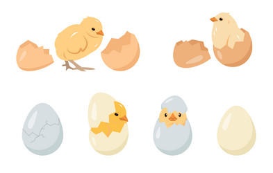 Chicken life cycle set Royalty Free Vector Image