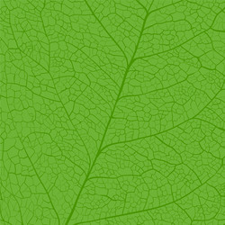 Leaf Skeleton Pattern Vector Images (over 1,300)