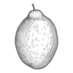 Grapefruit Outline Vector Images (over 960)