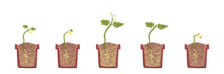 Seed Germination Process Royalty Free Vector Image