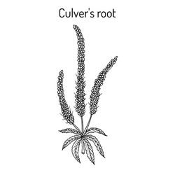 Plant Root Vector Images (over 41,000)