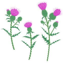 Vintage realistic milk thistle flowers Royalty Free Vector