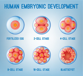 Embryo development image Royalty Free Vector Image