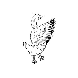 Angry Goose Vector Images (over 330)