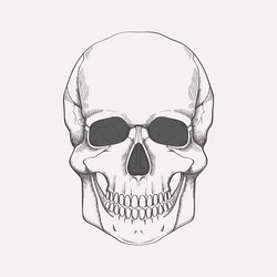 Hand drawn skull Royalty Free Vector Image - VectorStock