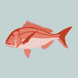 Red Snapper Fish Vector Images (91)