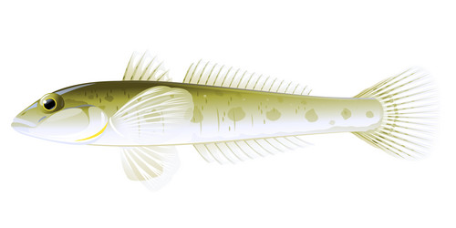Goby Vector Images (over 190)