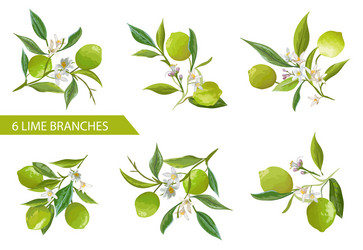 Lime Tree Vector Images (over 2,700)