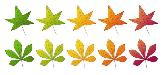 Gum Leaf Vector Images (over 1,700)