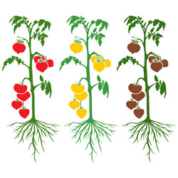 Tomatoes on the tree Royalty Free Vector Image