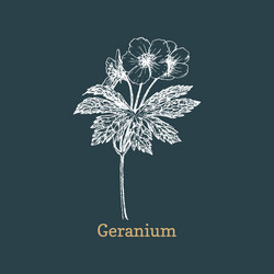 Geranium Logo Vector Images (61)