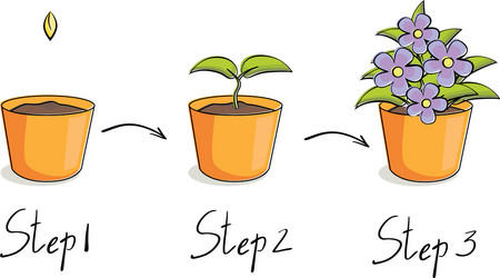 Diagram showing how plant grows from seed to tree Vector Image
