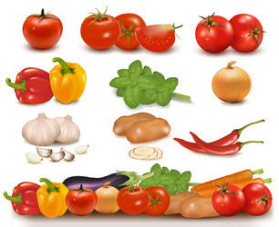 Fresh vegetables with names Royalty Free Vector Image